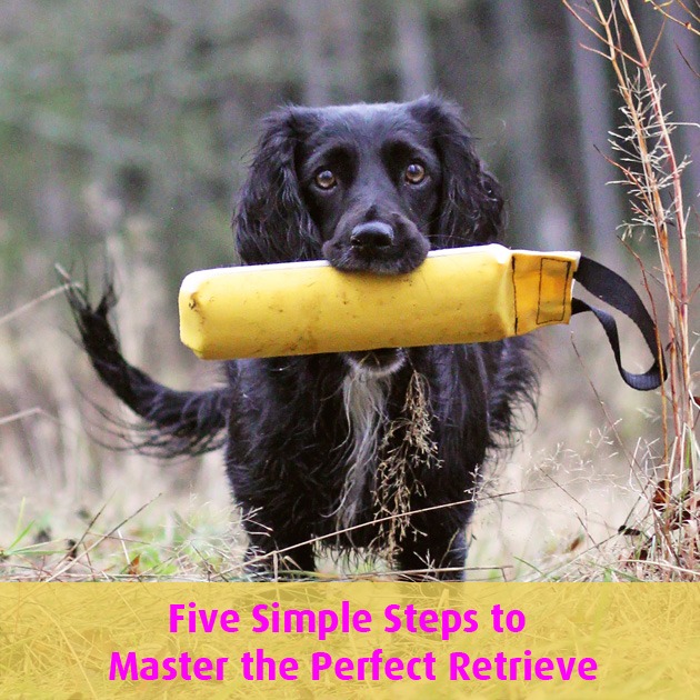 Online course: Five Simple Steps to Master the Perfect Retrieve with ...